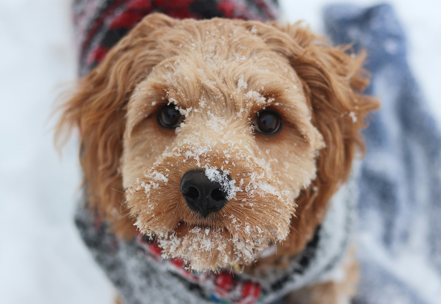 How Cold is Too Cold for Your Dog? A Complete Winter Safety Guide ...