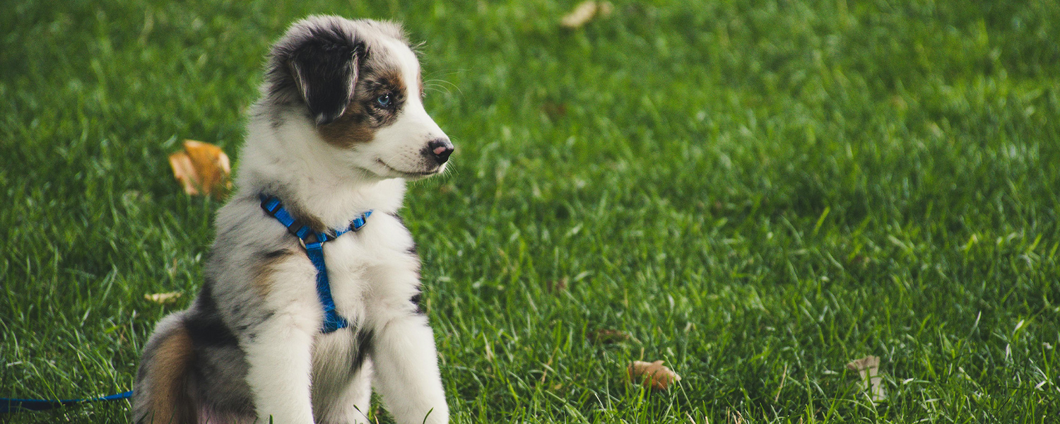 The Shameless Digest - Blog by Shameless Pets