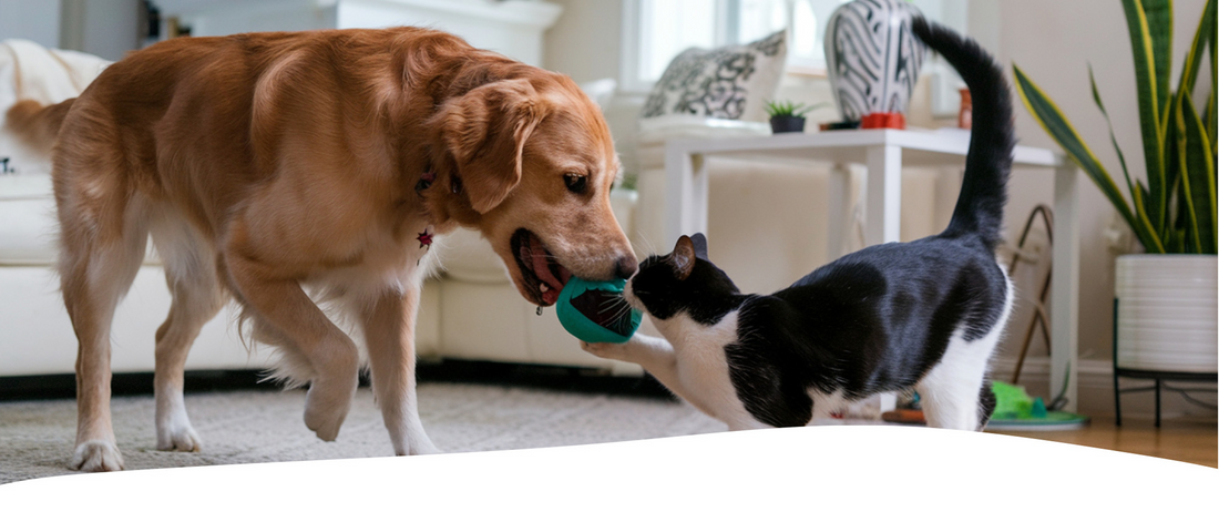 Community – Shameless Pets