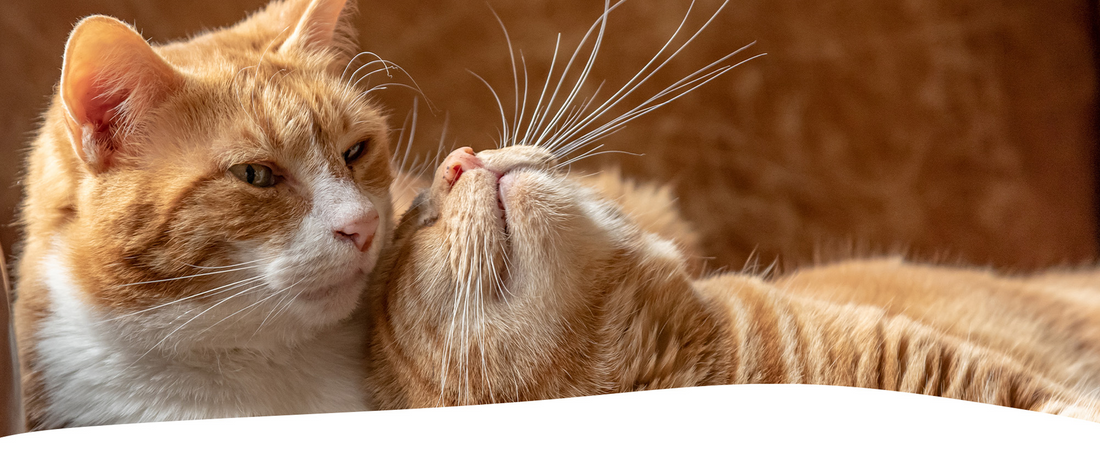 Where to buy – Shameless Pets